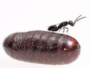 Fly Parasites | Bugs For Bugs