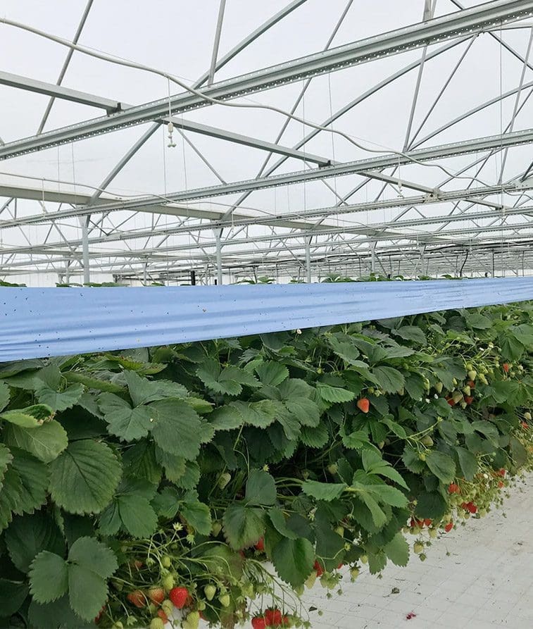 Bug Scan Roll Blue (15cm x 125m) | Bugs For Bugs