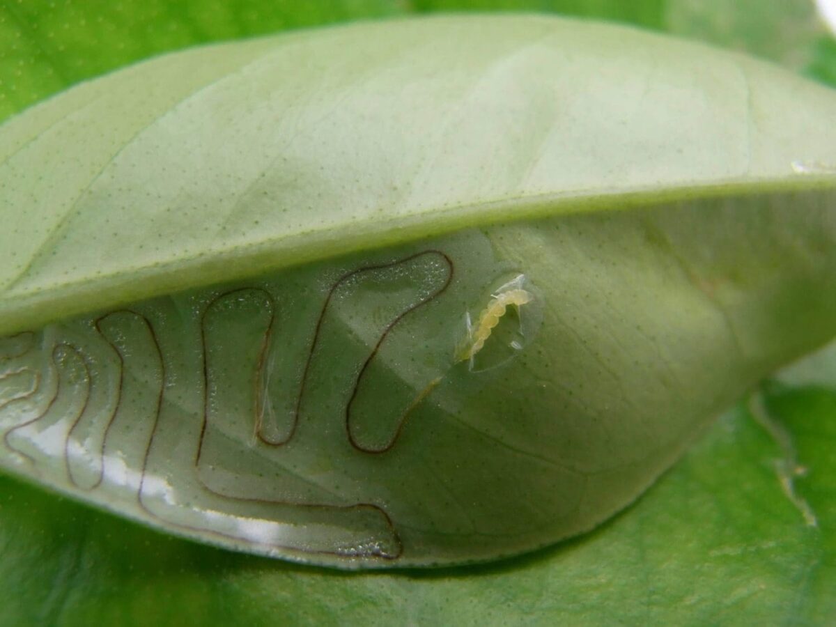 Treatment For Citrus Leafminer | Bugs for Bugs