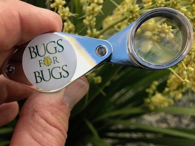 Hand Magnifier | Bugs For Bugs