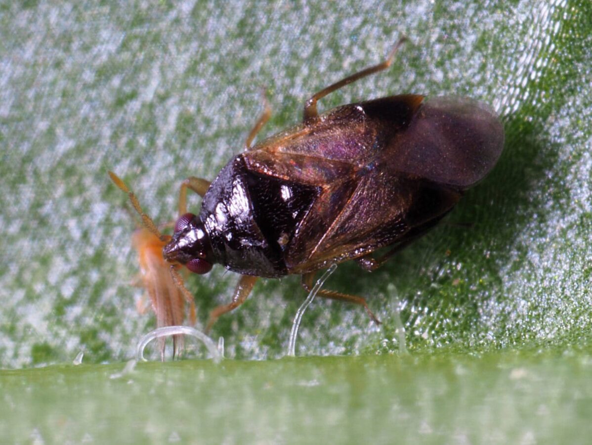 Orius | Bugs For Bugs