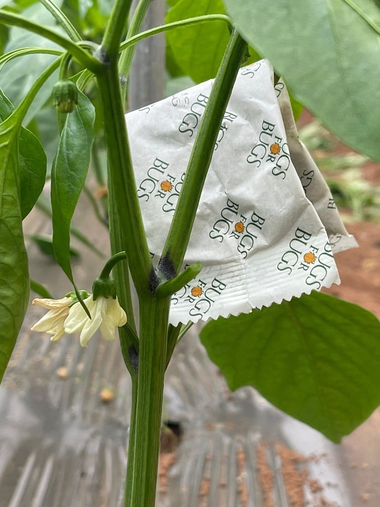 Slow-release sachets | Bugs For Bugs