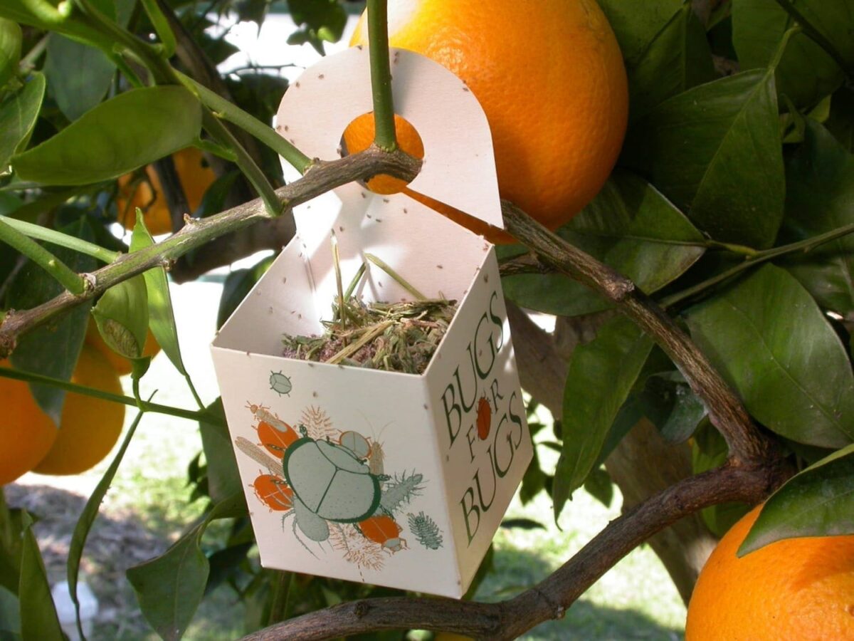 Beneficial release box | Bugs For Bugs