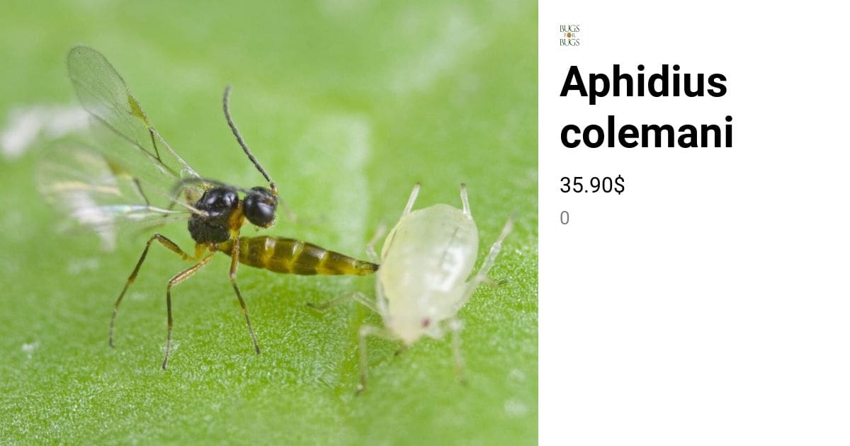 Check out our range of Biocontrol Agents | Bugs for Bugs