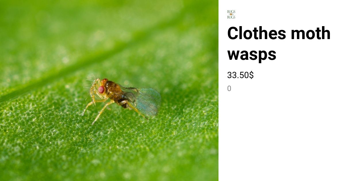 Clothes & carpet moth wasps | Bugs For Bugs
