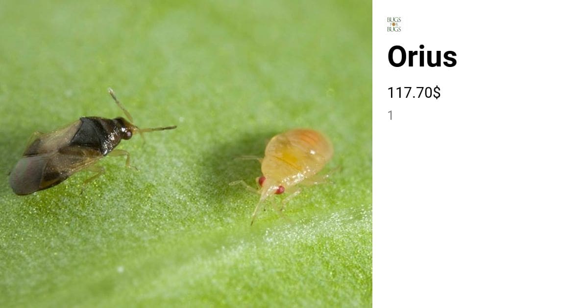 Orius tantillus (1,000) | Bugs For Bugs